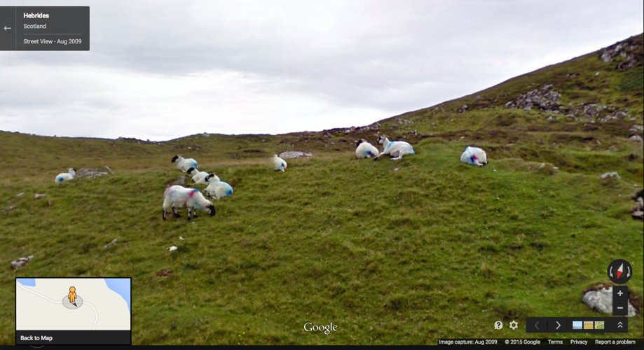 On the hunt for sheep on Google Sheep View | Trending | lancasteronline.com