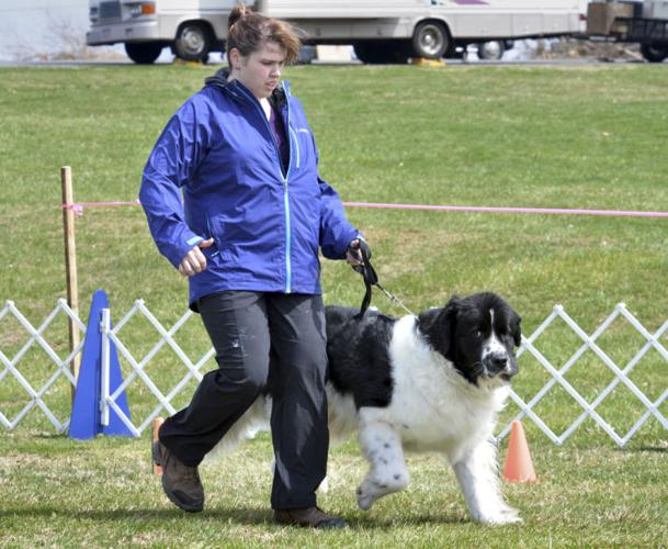 Newfoundland Club of America Dog Show | | lancasteronline.com