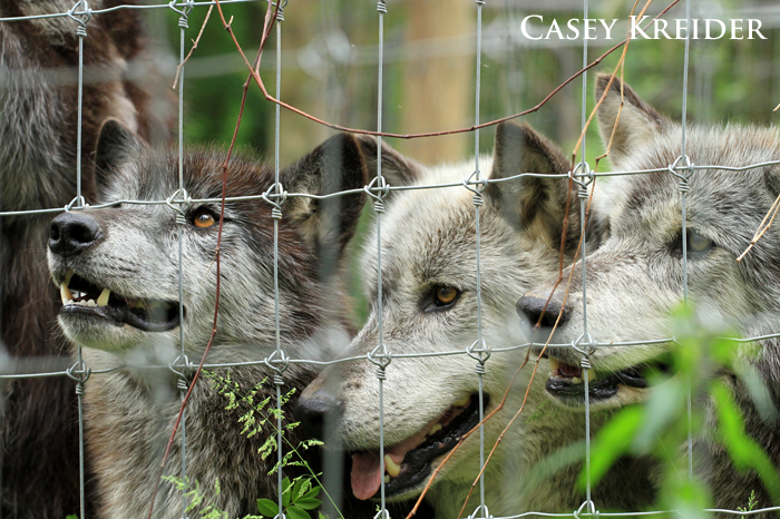Wolf Sanctuary | Blogs | lancasteronline.com