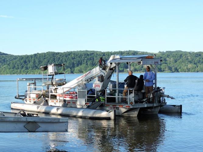 It's triplets! Another successful peregrine falcon nesting on Columbia ...