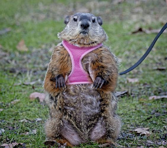 Get to know Poppy the groundhog | | lancasteronline.com