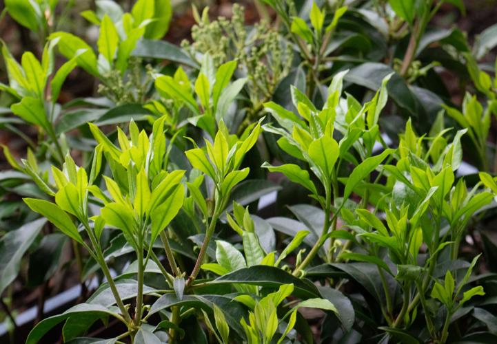 Azaleas and rhododendrons grow at Hershey's Azalea Farm [photos ...