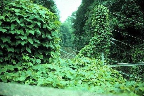 Kudzu unfurling its fast-growing vines into Lancaster County | Outdoors ...