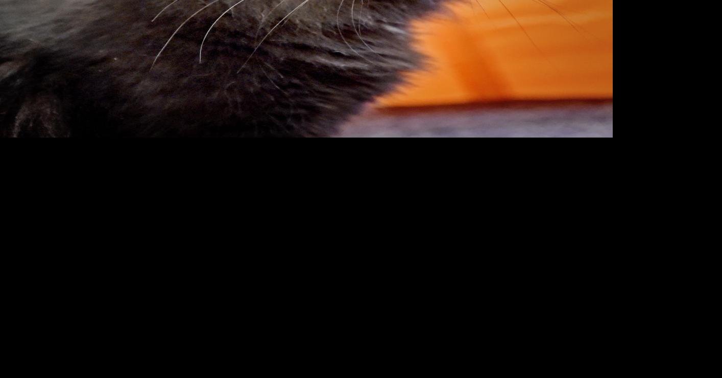 Pet of the week: Adopt Jetta, a 4-year-old long-haired cat | Local News ...