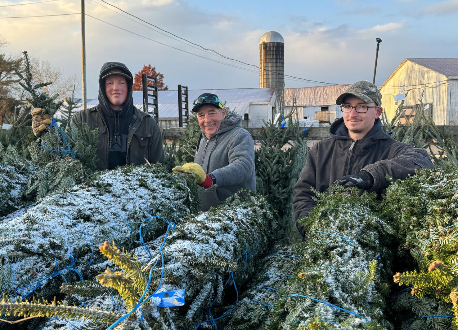 Here's a look at Christmas tree auctions supplying sellers in Lancaster ...