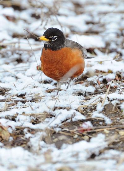 Lancaster County Bird Club offers photo contest | News ...