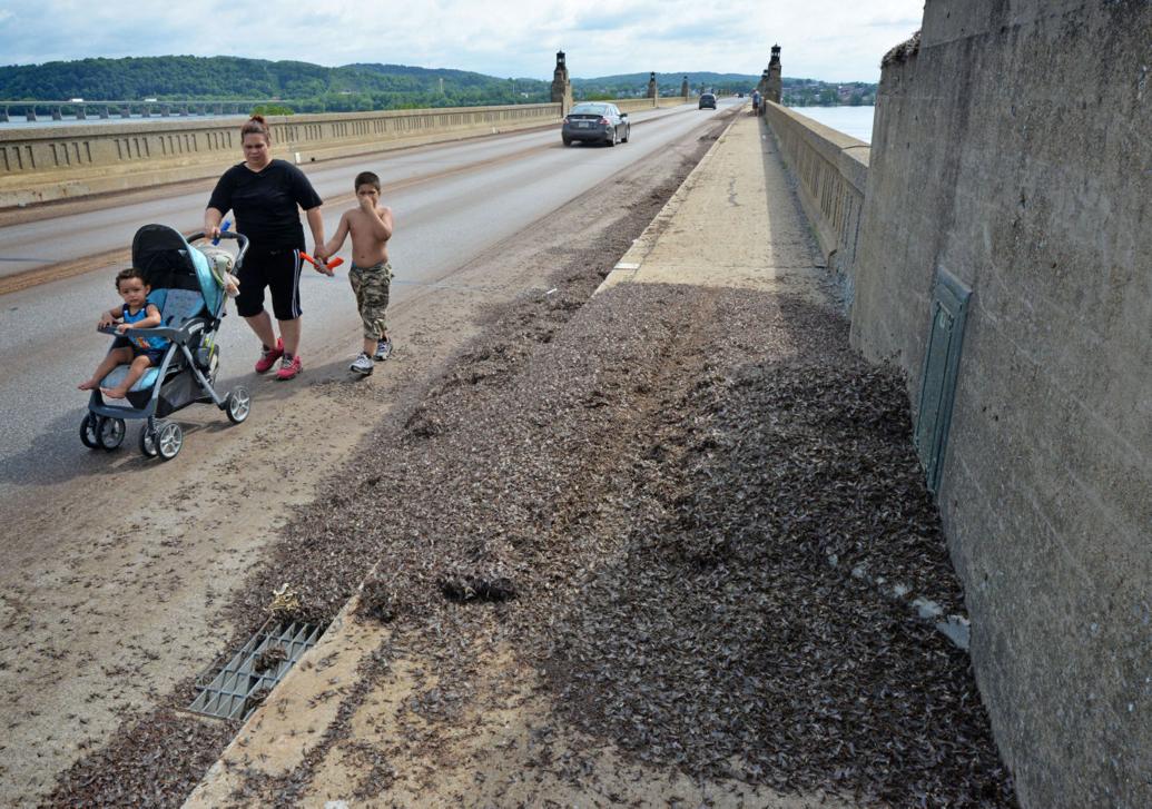 Clingy mayflies again swarm Columbia area from Susquehanna River ...