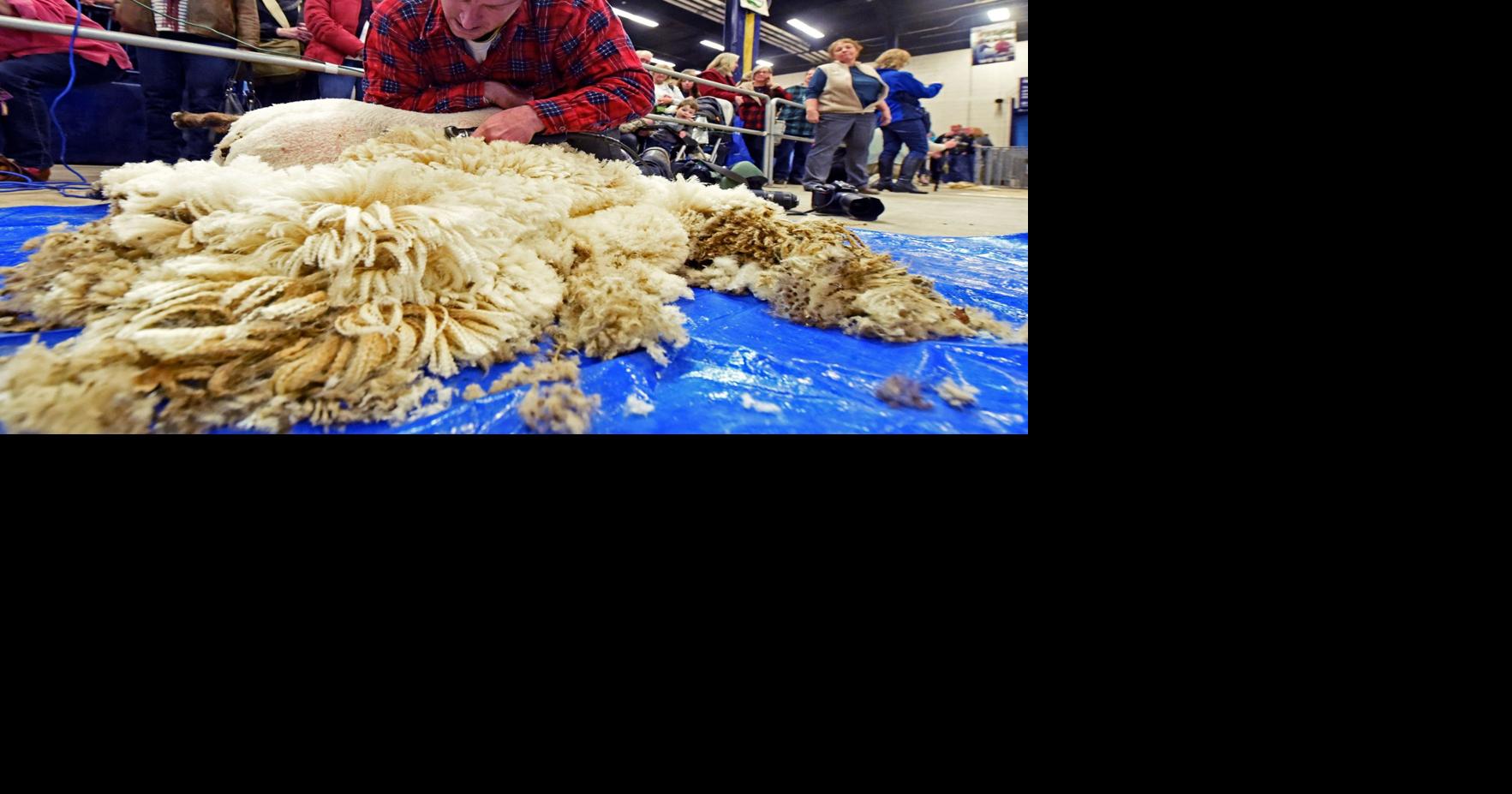 Watch: Sheep to shawl competition at Pa. Farm Show 2019 | Life ...