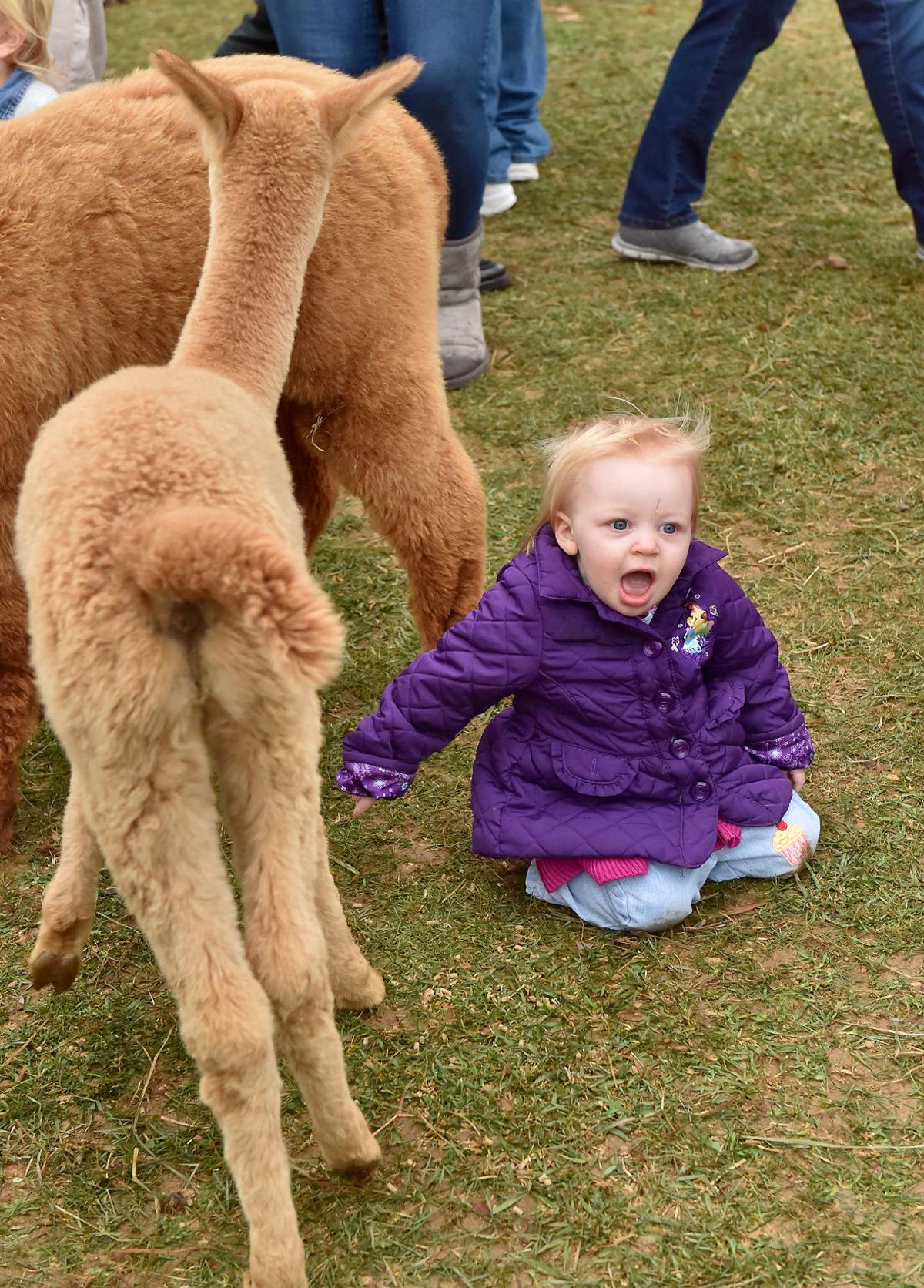 Thousands come to see alpacas at Mount Joy farm this weekend | News ...