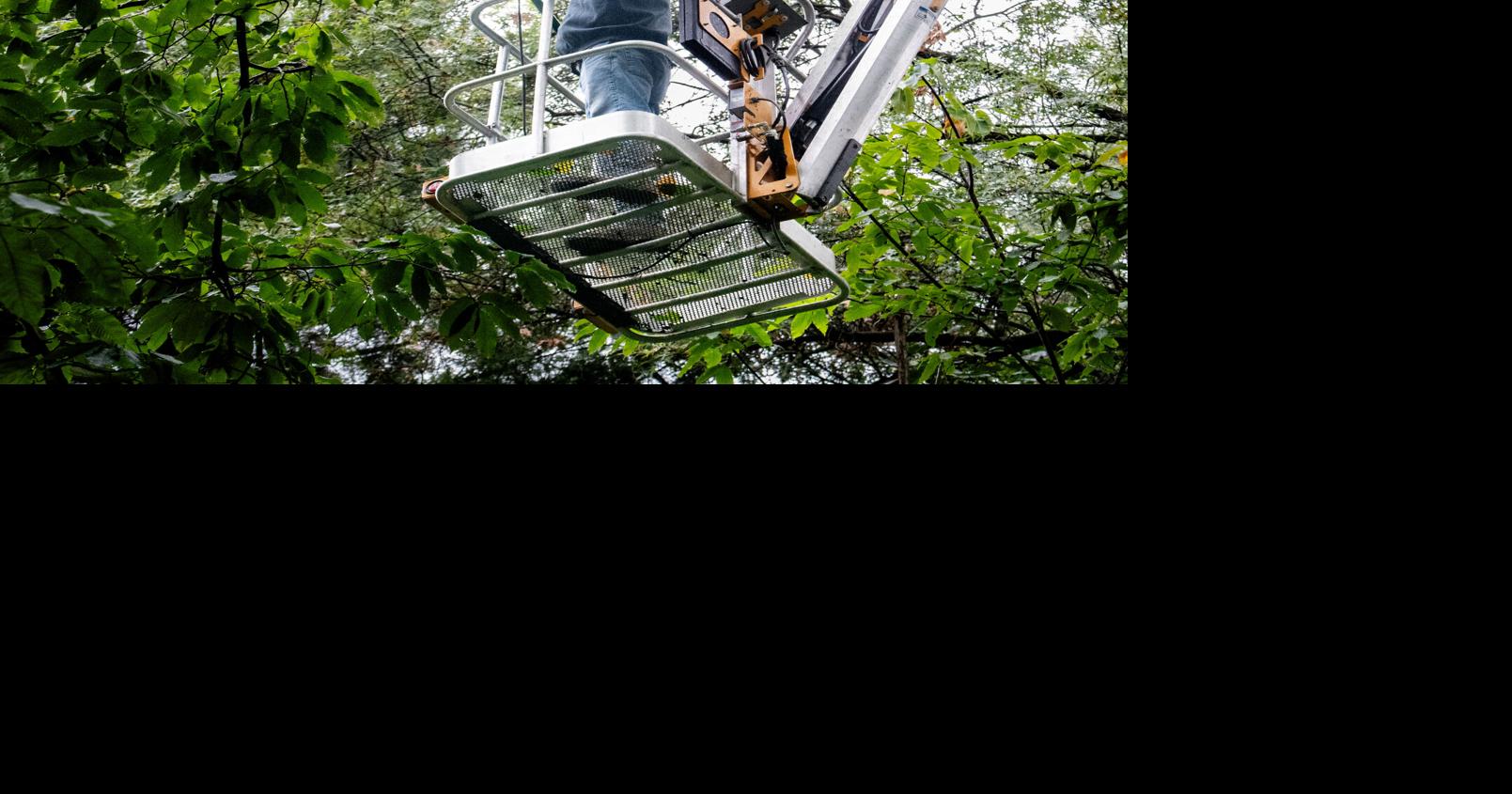 American chestnuts in East Hempfield Township provide hope for nearly ...