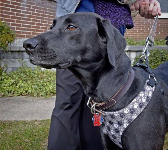 Pet of the week: Adopt Summer, a 2-year-old black lab | Local News ...