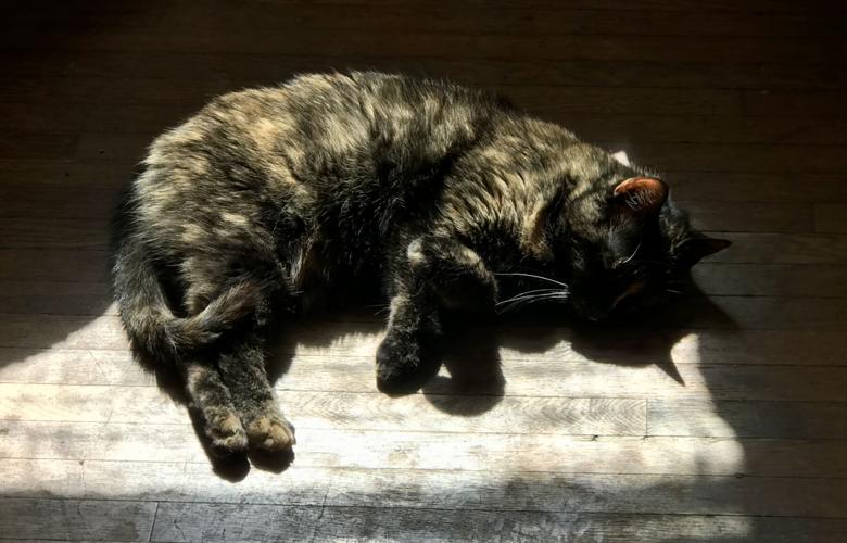 How cats conquered the world — and me [column] | Local Voices ...
