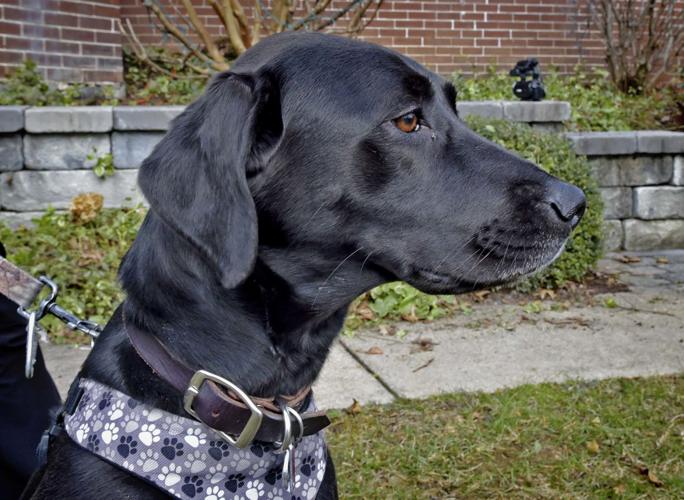 Pet of the week: Adopt Summer, a 2-year-old black lab | Local News ...