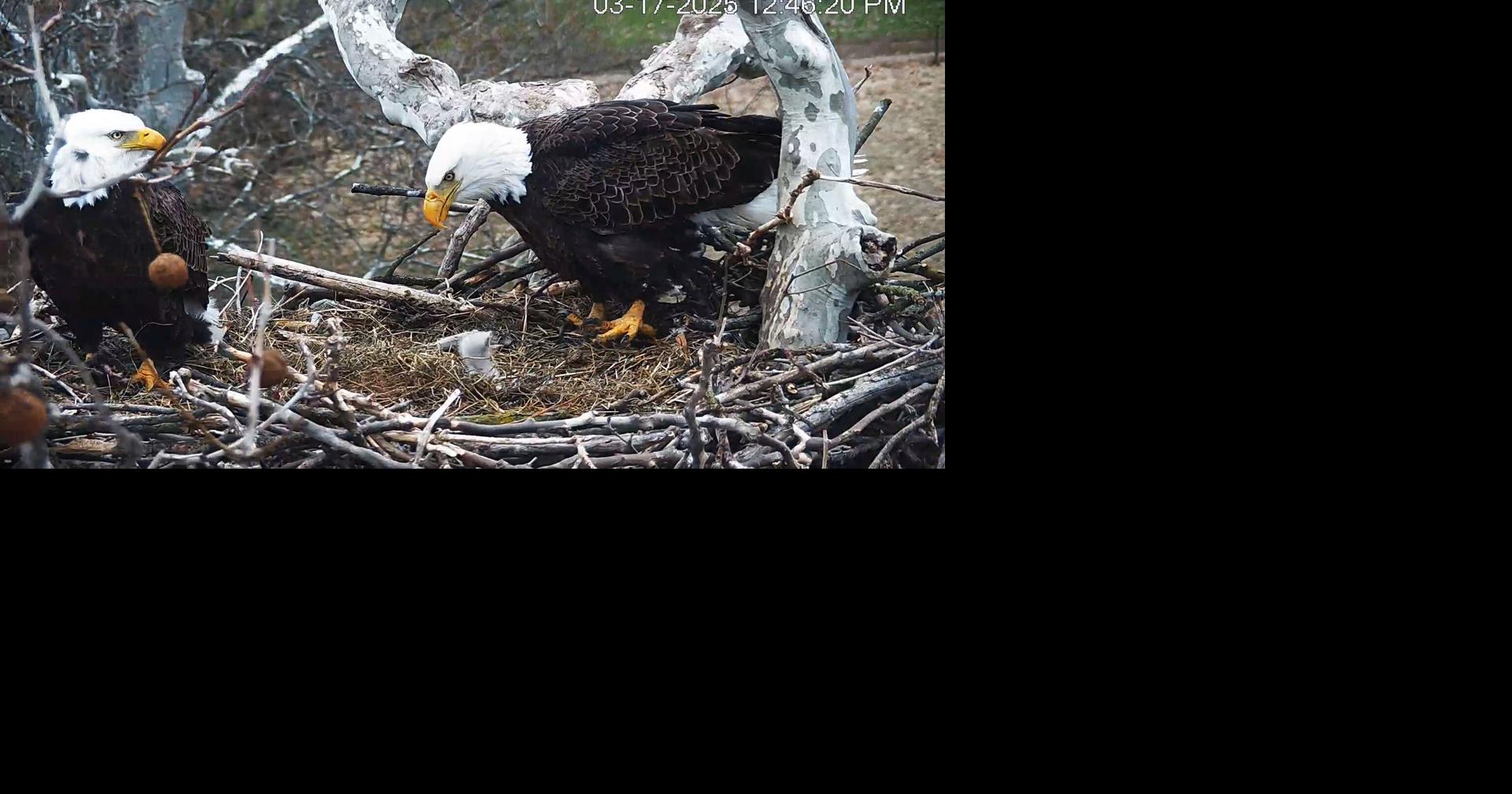 bald eagle cam eaglet hatched