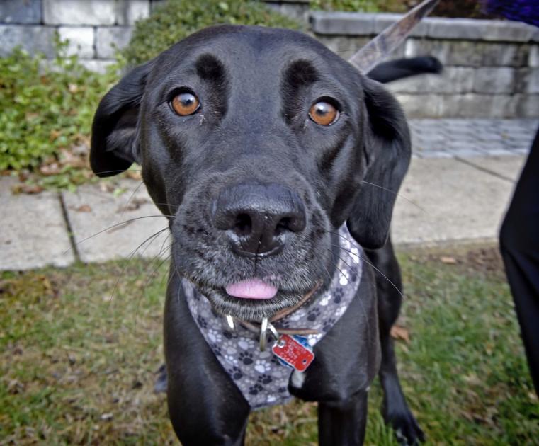 Pet of the week: Adopt Summer, a 2-year-old black lab | Local News ...