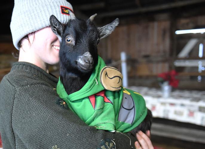 Meeting Santa — and baby goats — at Amish Farm & House for the holidays ...
