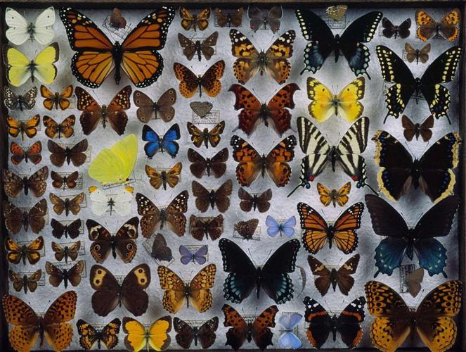 What's happened to Lancaster County's butterflies this summer ...