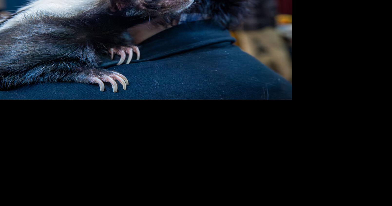 ‘Helpless’ and orphaned, baby skunks get care at central Pa. wildlife ...