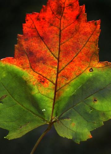 Lancaster County fall foliage should weather drought well, unlike other ...