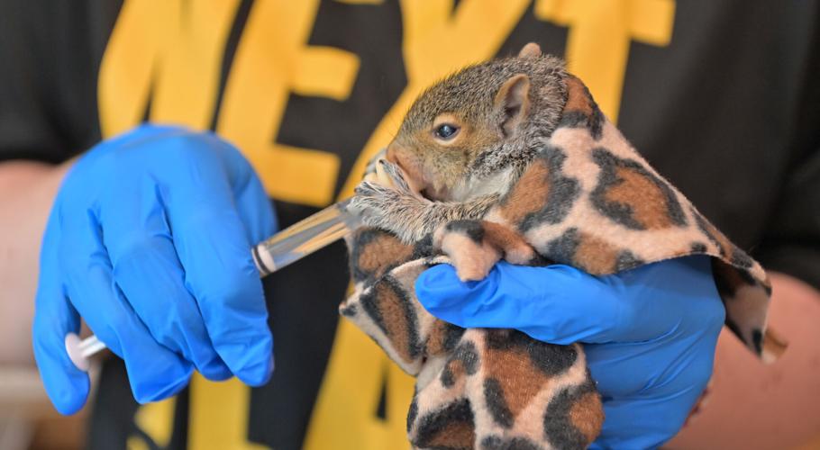 Acorn Acres Wildlife Rehabilitation is fundraising to facilitate a move ...