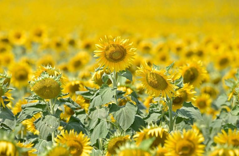 Fields of gold: Acres of sunflowers grow along Oregon Pike [photos ...