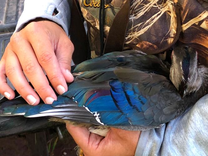 Banding together to track Middle Creek's ducks [photos] | Together ...
