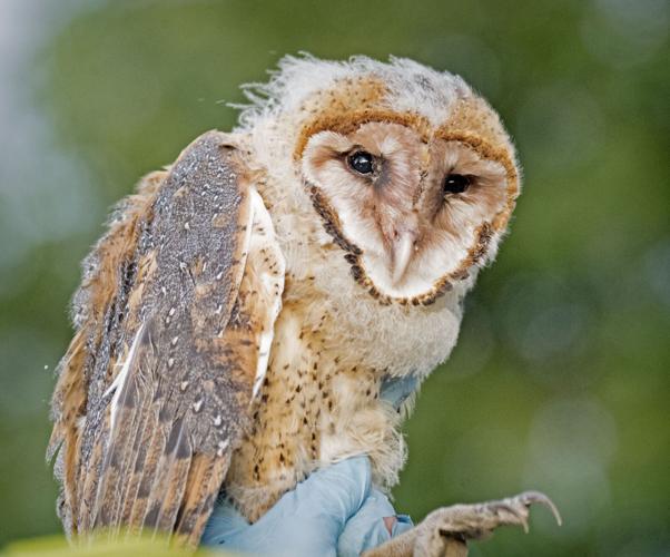 Barn owls banded during event at Leacock Township orchard [photos ...