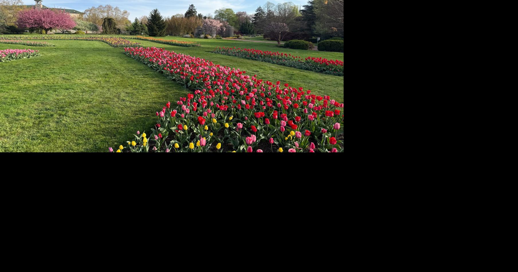 What's blooming in Lancaster County spring 2025 | Home & Garden ...