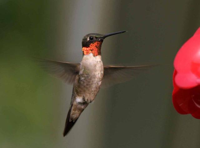 How to turn your backyard into a hummingbird haven | Life & Culture ...