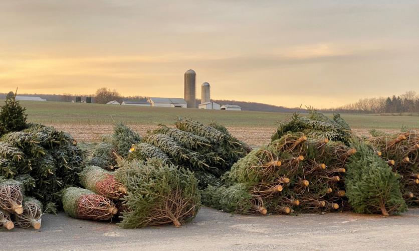 Here's a look at Christmas tree auctions supplying sellers in Lancaster ...