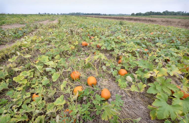 Lancaster County pumpkin crops are prime for the picking | Local News ...