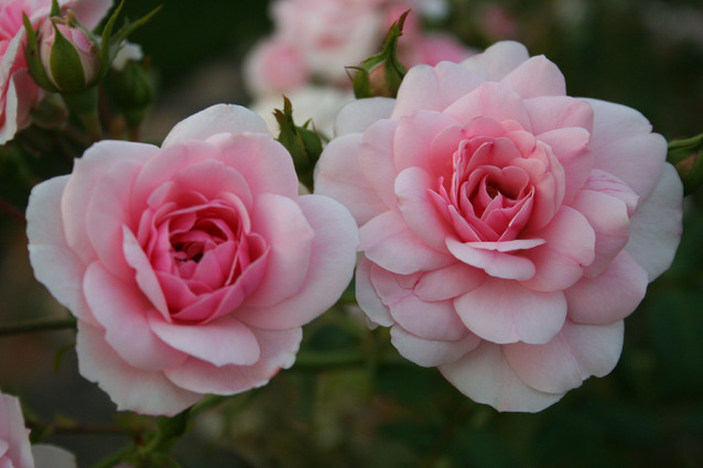 For less troublesome roses, try shrub varieties | Lifestyle ...