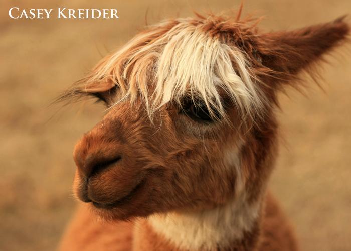 Alpaca | Blogs | lancasteronline.com