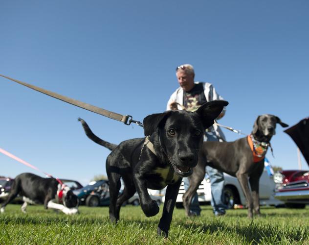 Mutts & Motors car and dog show in Stevens raises money for American ...