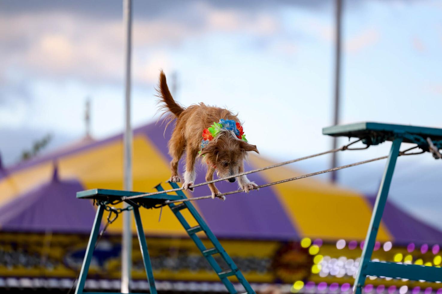 Your complete guide to Lancaster County's 2025 fairs, including what's ...
