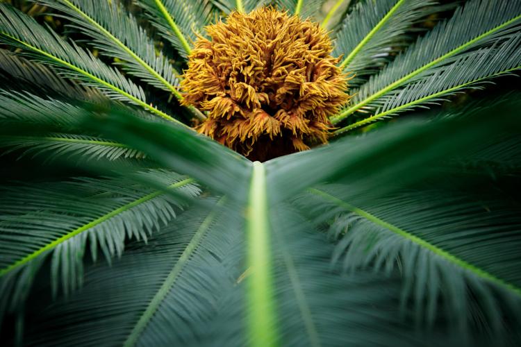 Amazon Spheres have 4,000 square feet of indoor vertical gardens and ...