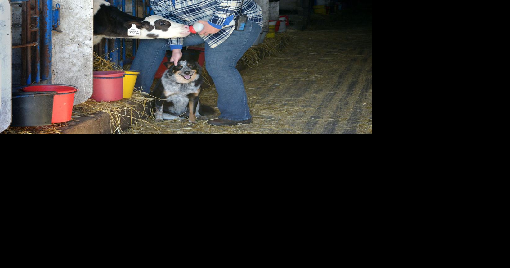 Lisa Graybeal: Dairy farmer, former journalist, chairwoman of Lancaster ...