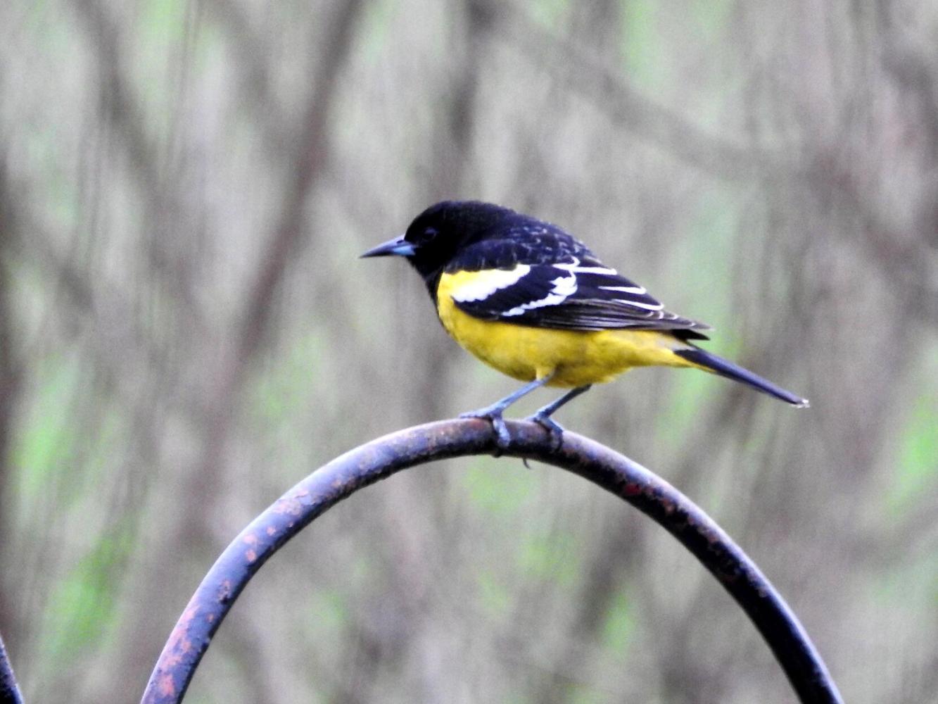 'My heart jumped': Locals, visitors marvel over rare bird spotted in ...