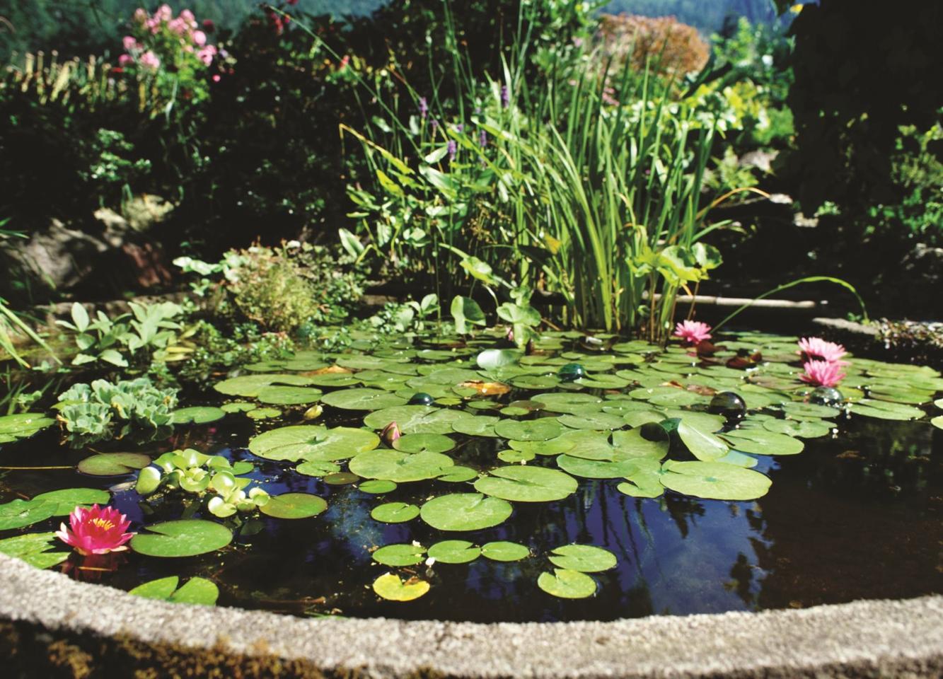 Make a splash with a water garden | Springhomes | lancasteronline.com