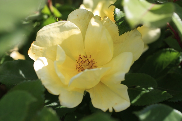 For less troublesome roses, try shrub varieties | Lifestyle ...