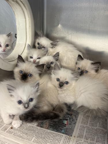 Pennsylvania SPCA removes 78 cats from Lancaster Township home [update ...