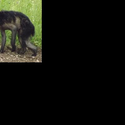 Mange in bears in Pennsylvania reaches epidemic rate, study launched ...