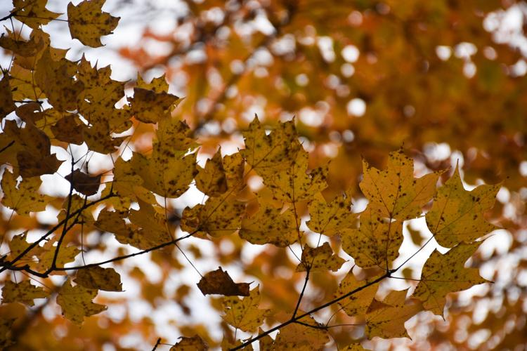 Autumn color starting to fade in Lancaster County [photos] | Local News ...