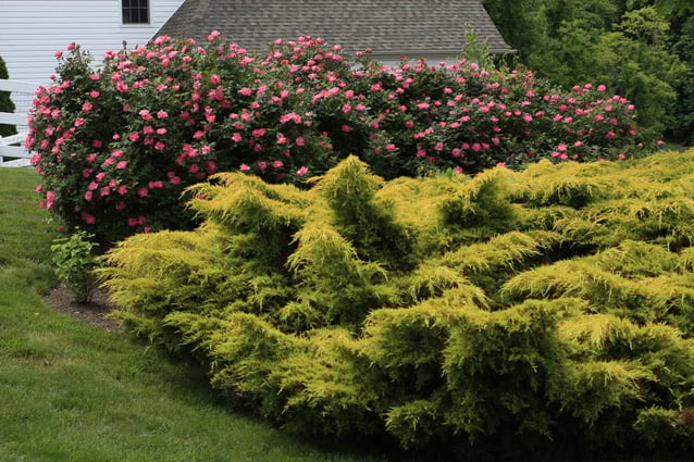 For less troublesome roses, try shrub varieties | Lifestyle ...