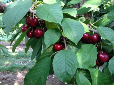 Where to pick your own cherries in Lancaster County | Food ...
