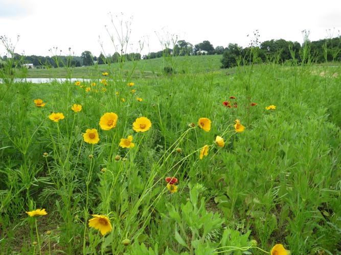 Chestnut Grove Natural Area is county's newest, most unique nature spot ...