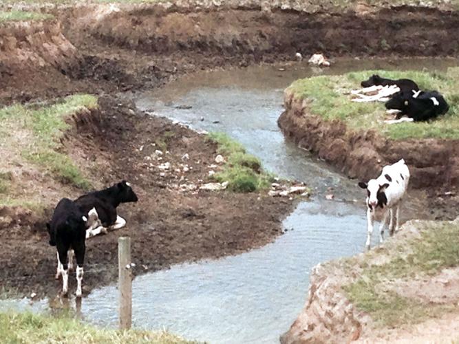 Lancaster legislator wants to ban cows from streams in Pennsylvania ...