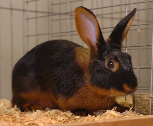 If you re looking for rabbits | Lifestyle | lancasteronline.com