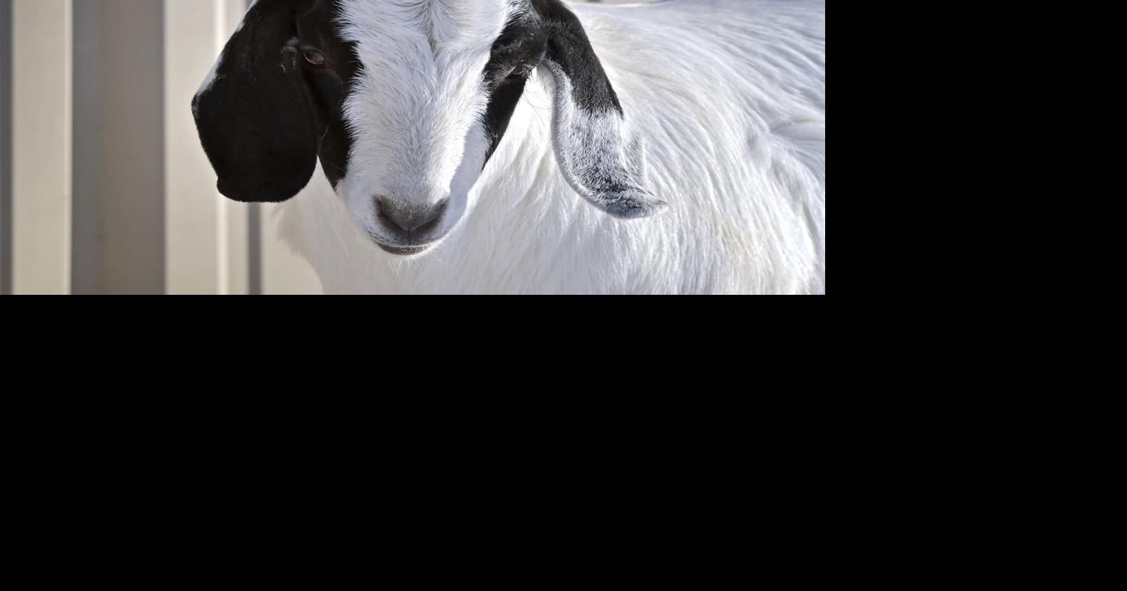 Toodles, the blind goat from Ephrata, can see after a rare surgery ...