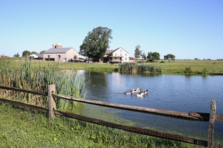 A day in the life on the farm: Kevin Stairiker visits Verdant View Farm ...